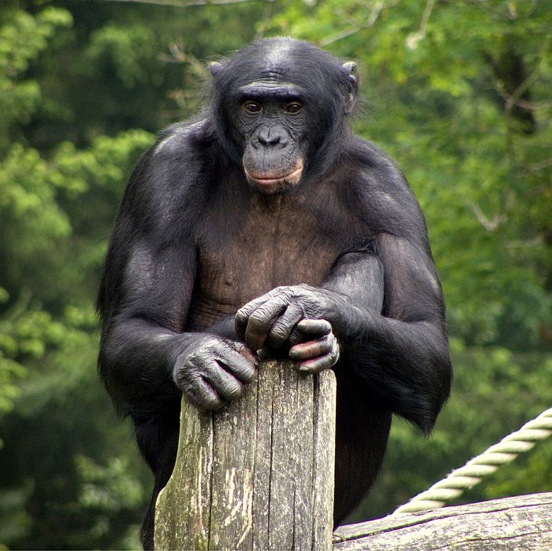 Bonobos Know How to Party - Bi.org